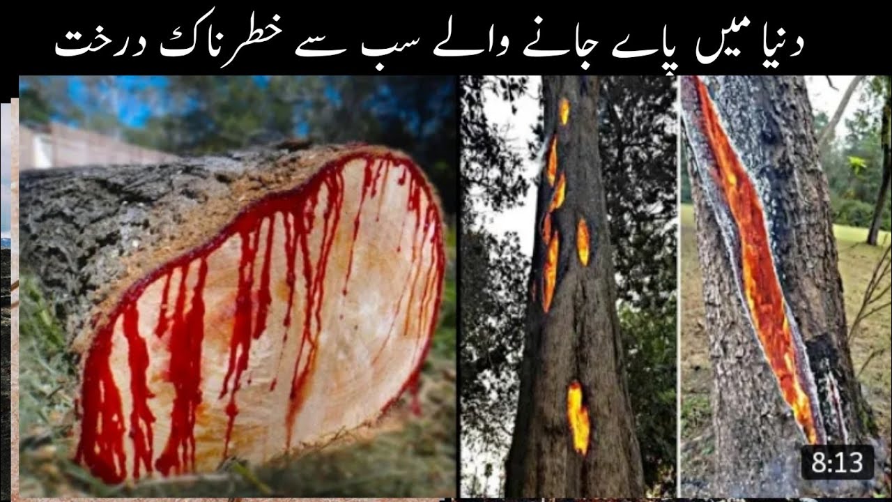 8 Most Dangers Tree In the world Atta information Tv - YouTube