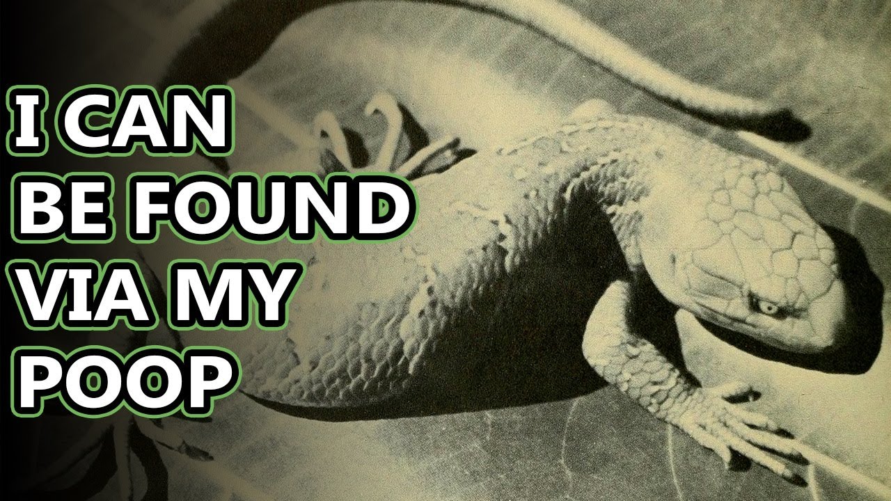 Prehensile Tail Skink facts: also called monkey skinks | Animal Fact ...