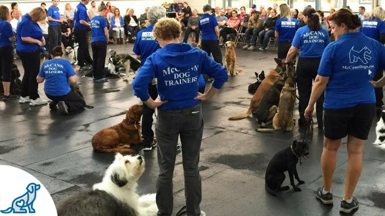 Dog Show Obedience- Live Entertainment Show - YouTube