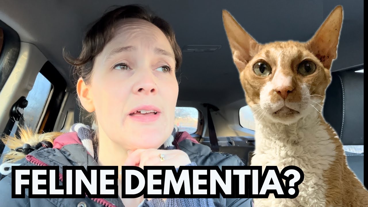 I'm a cat behaviourist and my lovely cat has early feline dementia ...