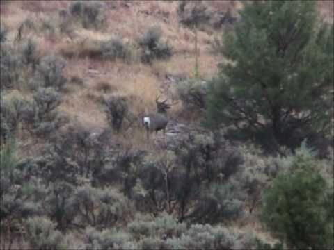 Bobnoxious Price Eastern Oregon Mule Deer Hunt - www.OutfitterJohnCole ...