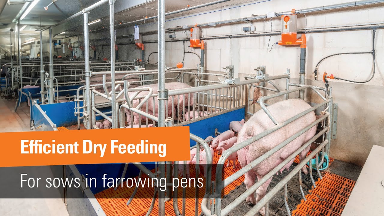On Demand Sow Feeding | EasySlider II - YouTube