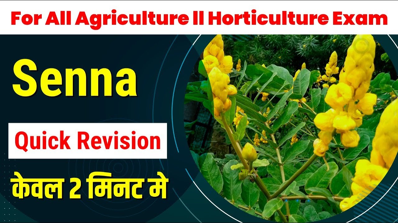 #Senna_सनाय | #सोनामुखी_की_खेती | Cultivation of Senna | Indian Senna ...