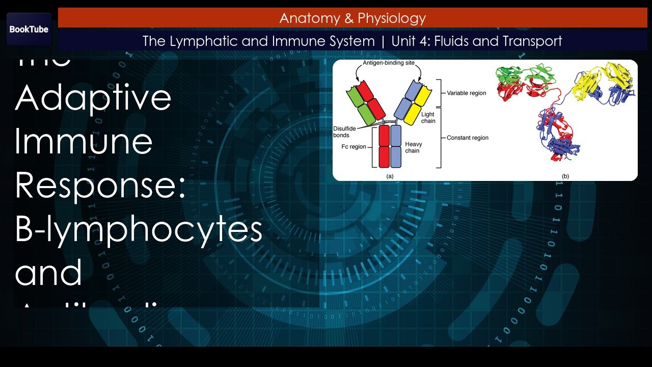 The Adaptive Immune Response: B-lymphocytes and Antibodies | The ...