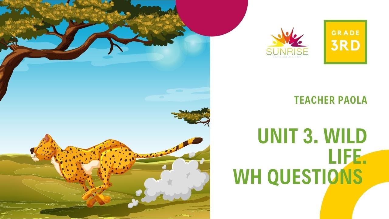 3rd Grade. Unit 3: Wild animals. Wh Questions - YouTube