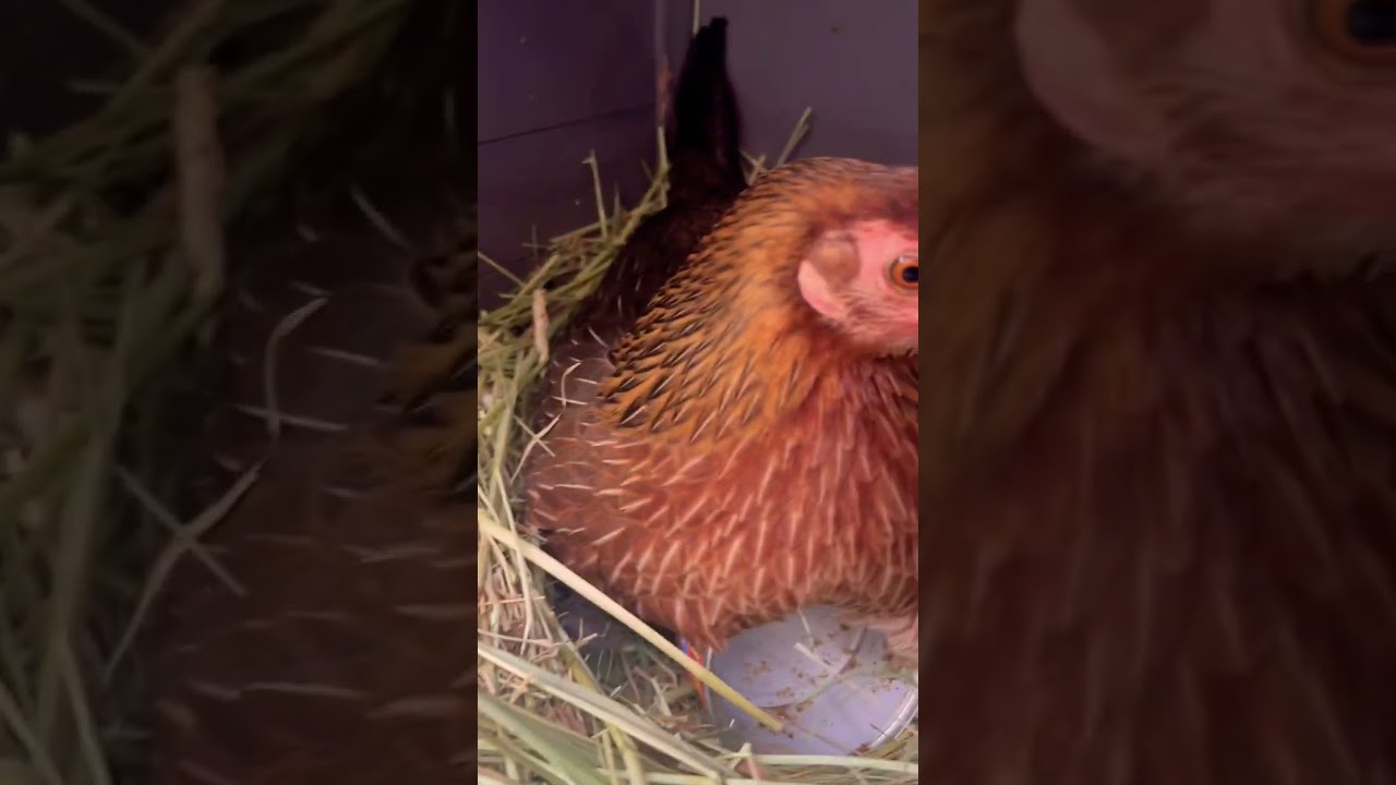 This chicken bites! I am afraid of her😂 even when I trying to feed her ...