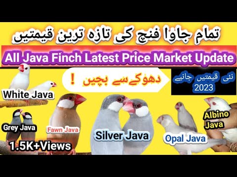 All Java Finch Price in Pakistan | Java Finch Price | Java Finch Price ...
