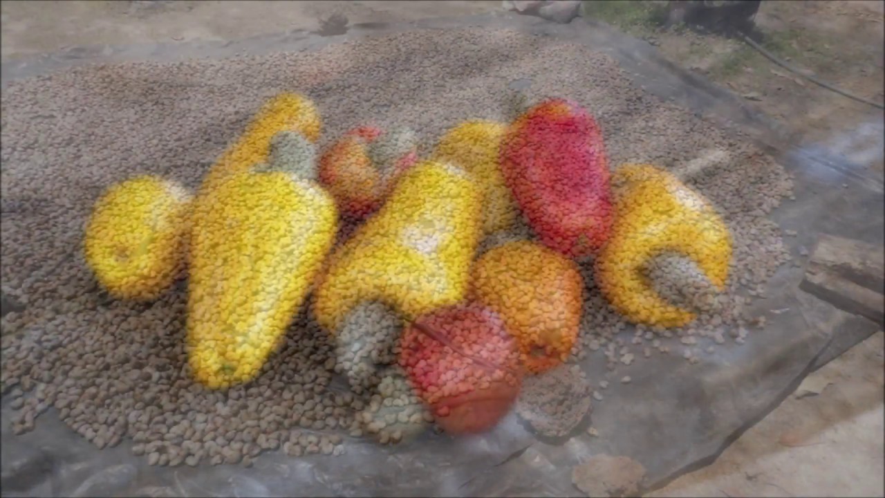 L'arbre anacardier et la noix de cajou - YouTube