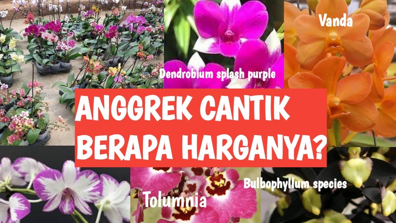 TANAMAN HIAS ANGGREK TREND 2021 || HARGA ANGGREK MURAH CANTIK - YouTube