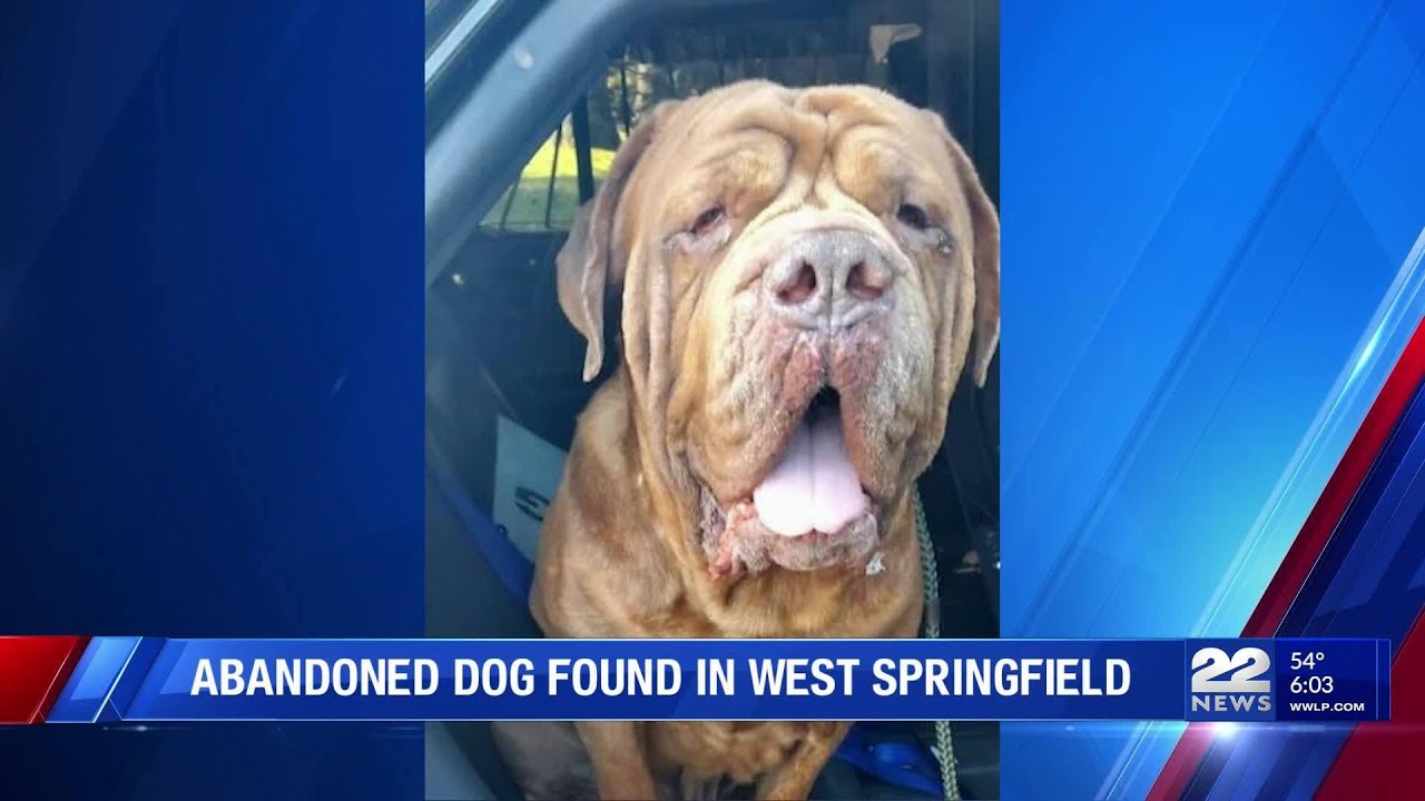 Police seek owner of abandoned dog found in West Springfield - YouTube