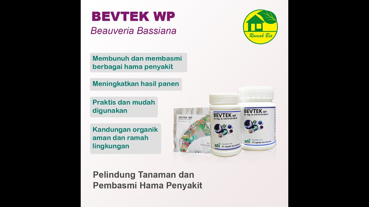 Bevtek WP adalah insektisida organik / alami dengan kandungan Beauveria ...