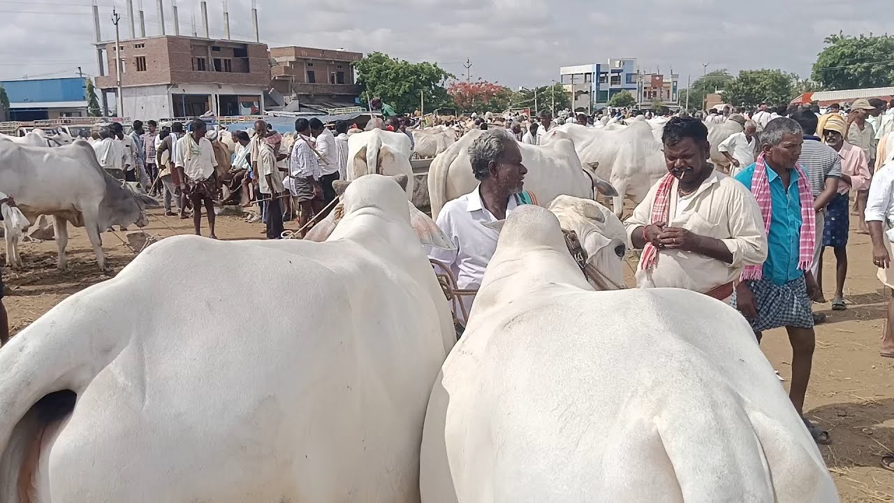 సేద్యపు కోడెల ధరలు!! పెబ్బేరు మార్కెట్!!pebbeir bulls market!!prices ...