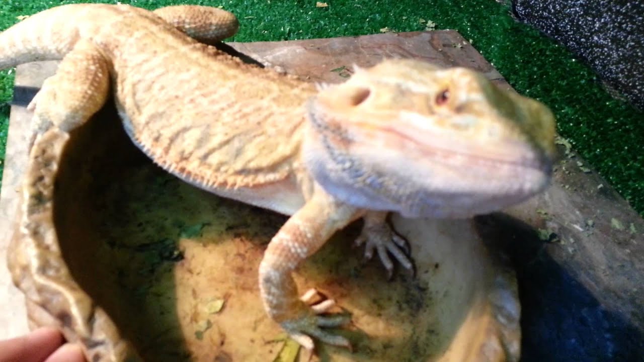 Bearded Dragon Breeding Season 2013 - YouTube