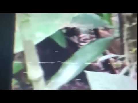 Footage of Alien from the Varginha crash. Happened in 1996.