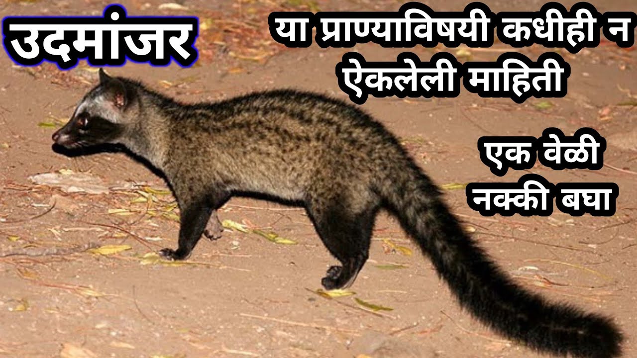 udmanjar chi mahiti | udmanjar information in marathi | udmanjar prani ...