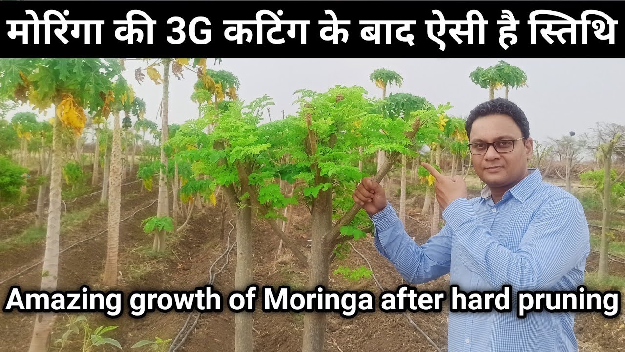 3G cutting of Moringa | Result of hard pruning of Moringa | Pruning of ...