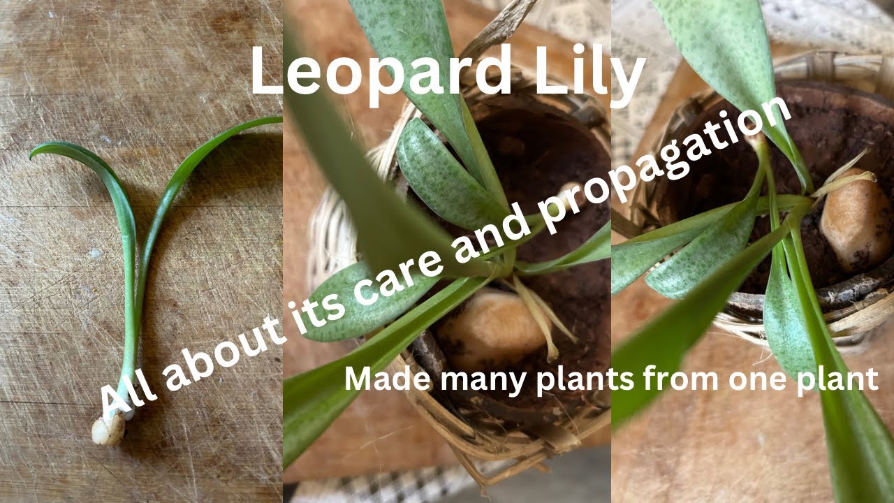Propagation of this beautiful plant : Leopard Lily | made many plants ...
