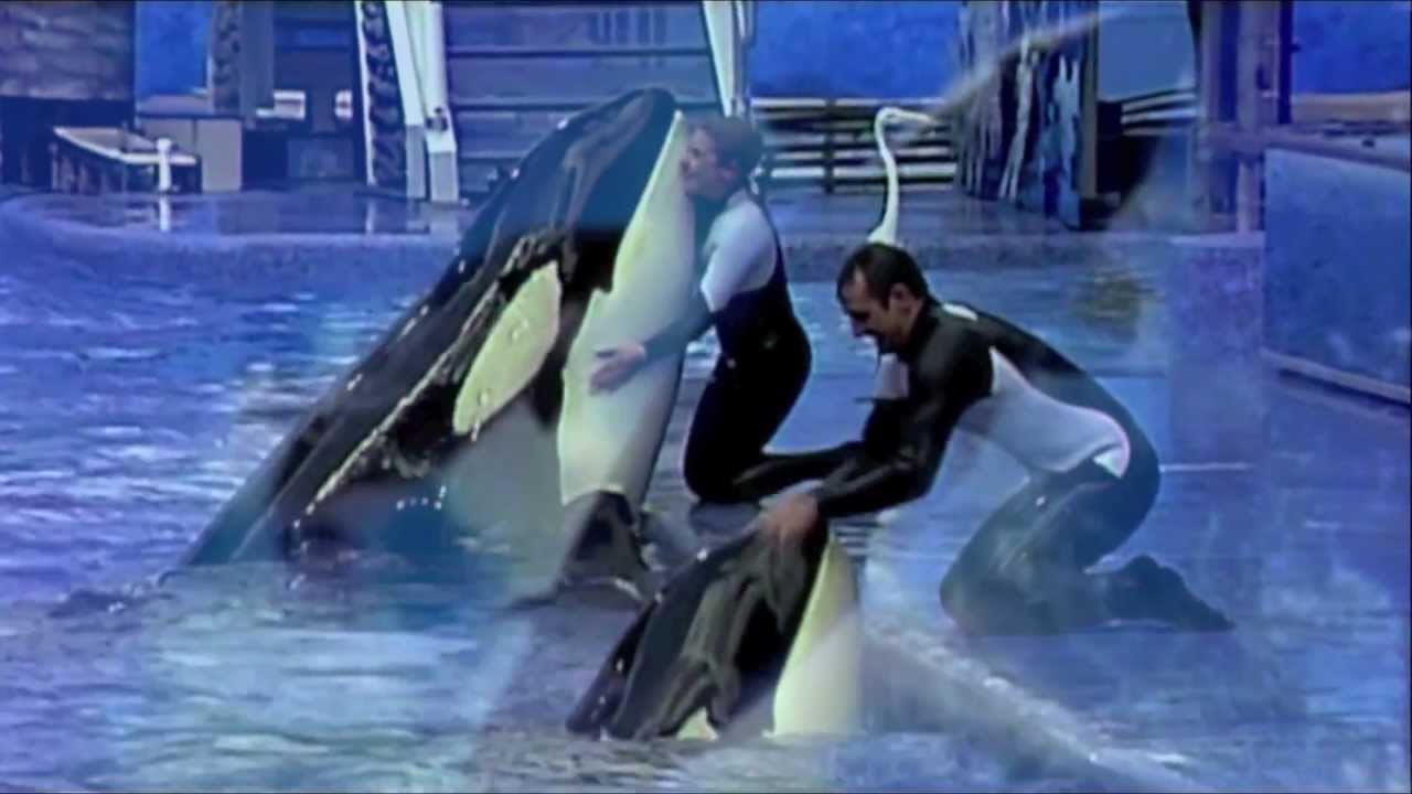 No Matter What It Takes // Orcas & Trainers - YouTube