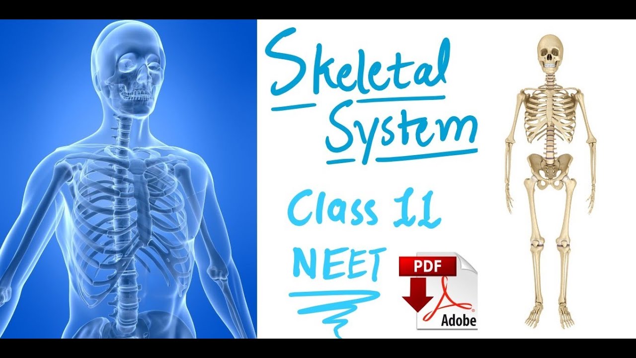 Skeletal system | Class 11 | NEET | NCERT fully covered - YouTube