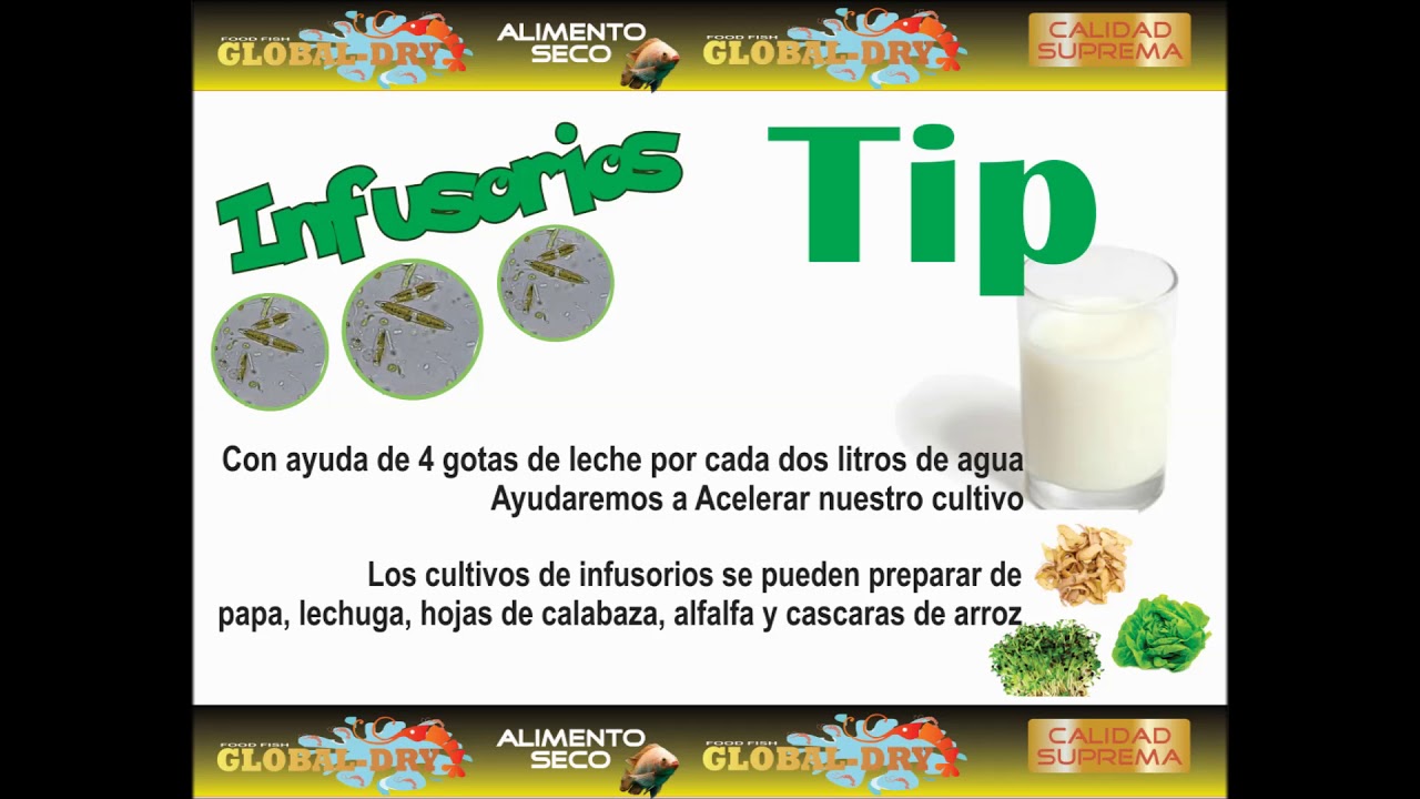 Infusorios para peces y alevines Sencillos pasos Global dry - YouTube