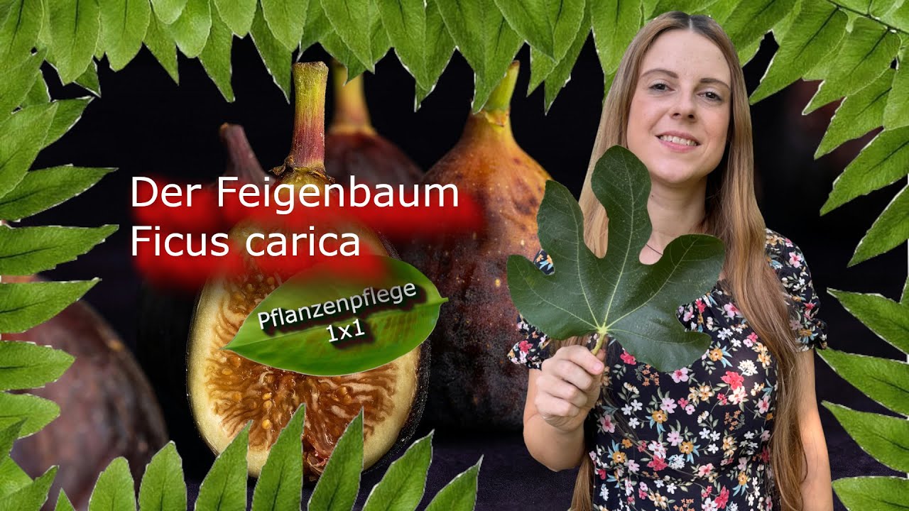 Der Feigenbaum, Ficus carica | Pflanzenpflege 1x1| - YouTube