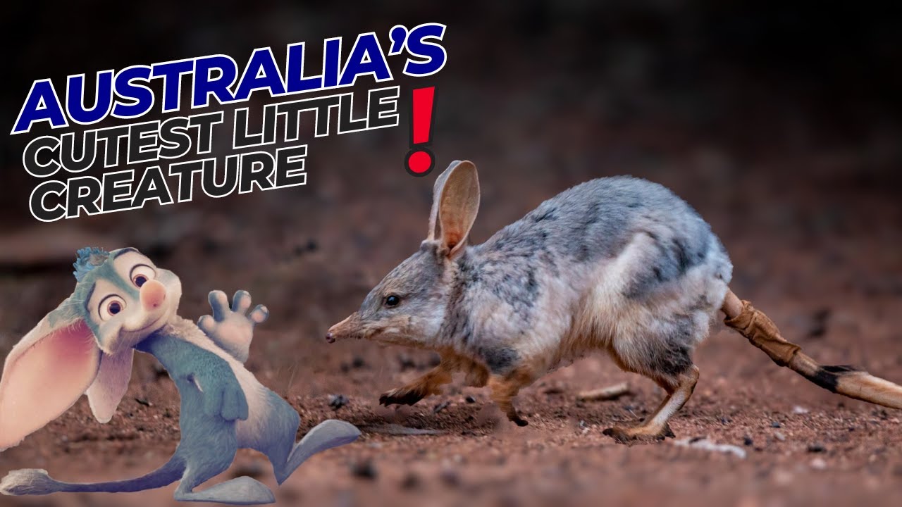 Bilbies: The Rabbit-Bandicoots #bilbies #rabbit #amazinganimals - YouTube