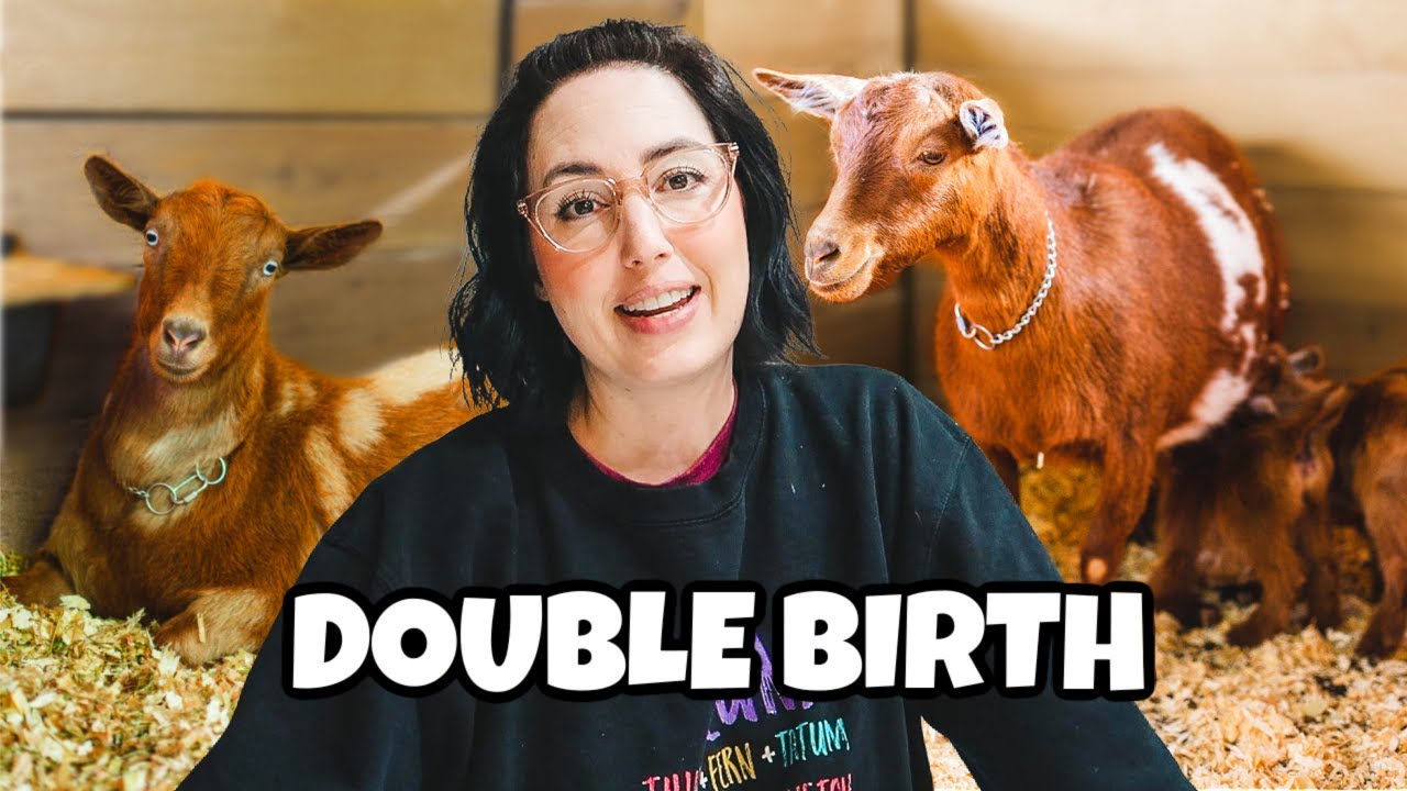 Twin sisters DELIVER at the same time! 😳 (miniature goat birth) - YouTube
