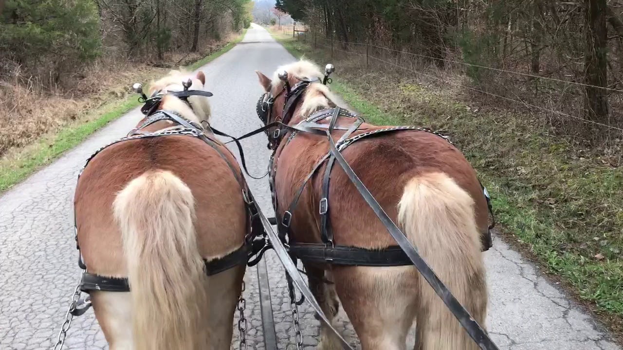 American Haflinger Team For Sale Ride and Drive MUsT See ‼️🇺🇸‼️🇺🇸‼️🇺🇸‼️ ...