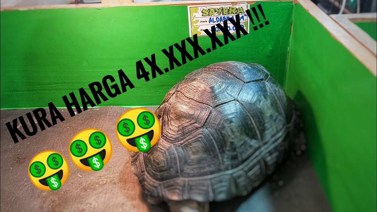 CEK HARGA KURA-KURA MORPH ATTACK 2024 SURABAYA - YouTube