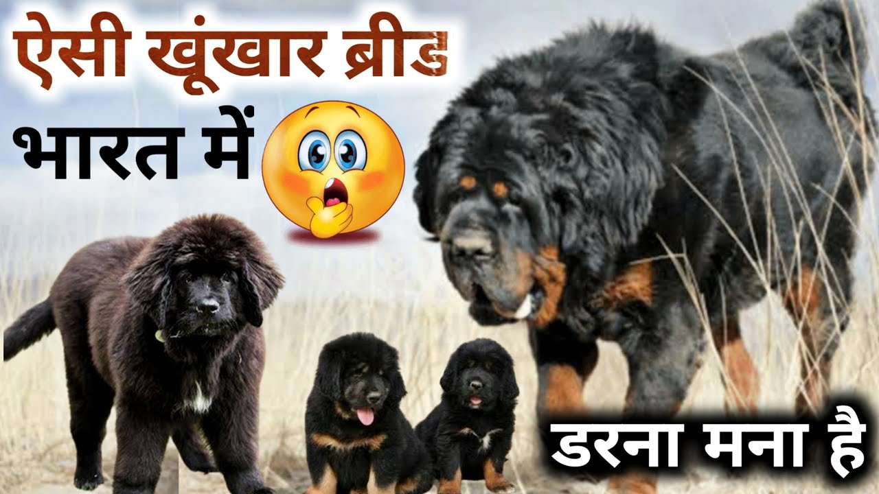 Ultimate Gaddi dog || भारत की शान || Black gaddi dog || # ...