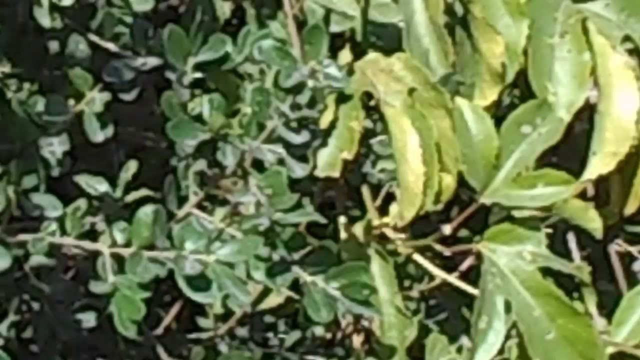 PASIFLORA SILVESTRE - YouTube