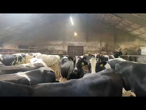 Holisten Pregnant Heifers Germany