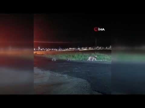 Sarıkamış’ta anne ayı ve yavrularının gece gezintisi kamerada