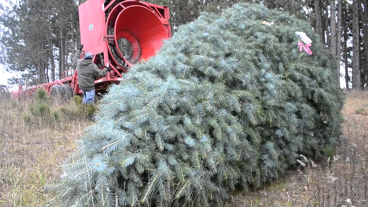 Dutchman Tree Farm sends tree to Ford Field - YouTube