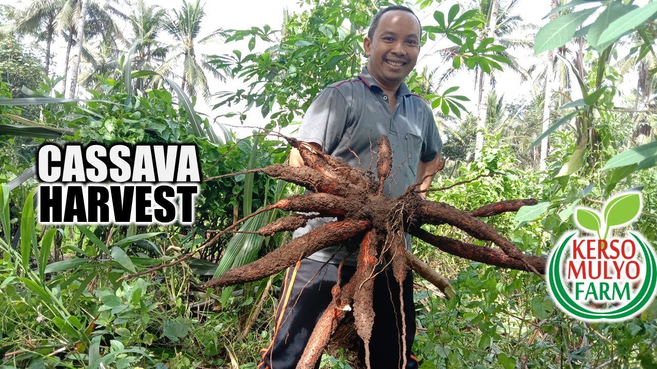 Harvesting Cassava in a garden - Traditional agricultur farm - YouTube
