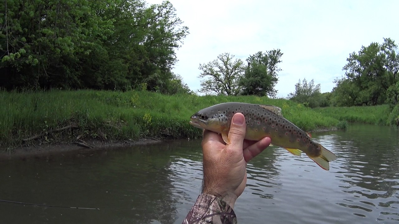 Minnesota Trout Fishing - 5/27/2017 - YouTube