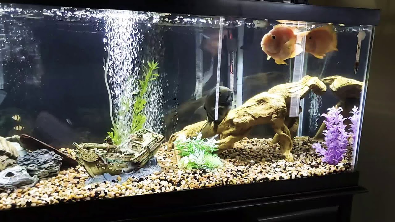 75 gallon with green severum, blood parrots, mollies, dwarf gouramis ...