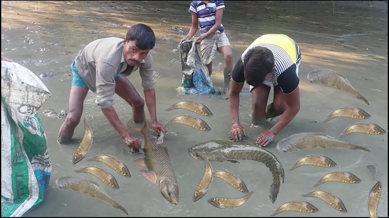 Fish Catching in mud water by hands | Lots of fish fishing - YouTube