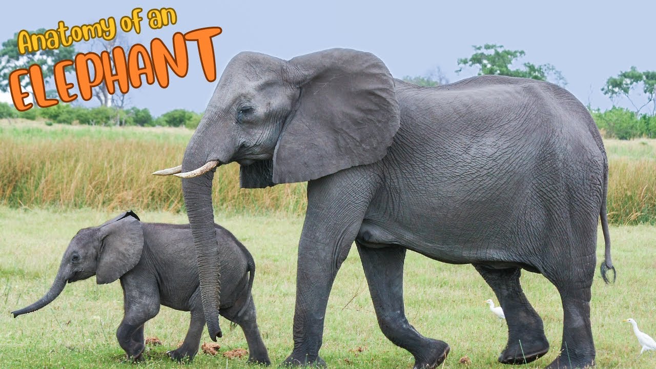 Inside the Elephant: Understanding an Elephant's Anatomy - YouTube