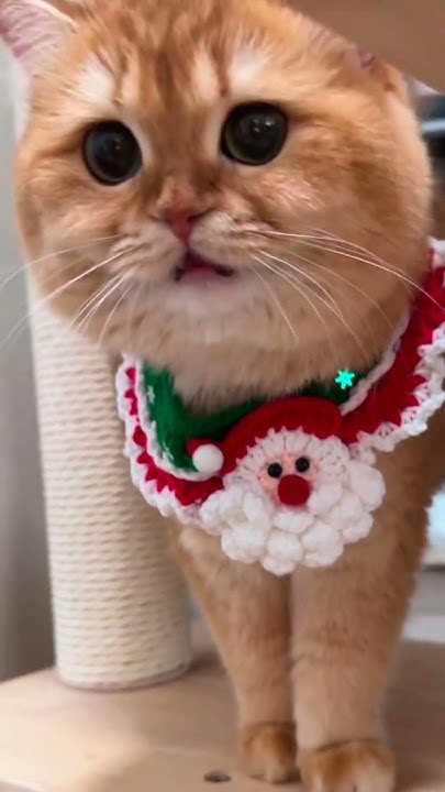 Meow Magic Moment #cat #cute #catshorts - YouTube