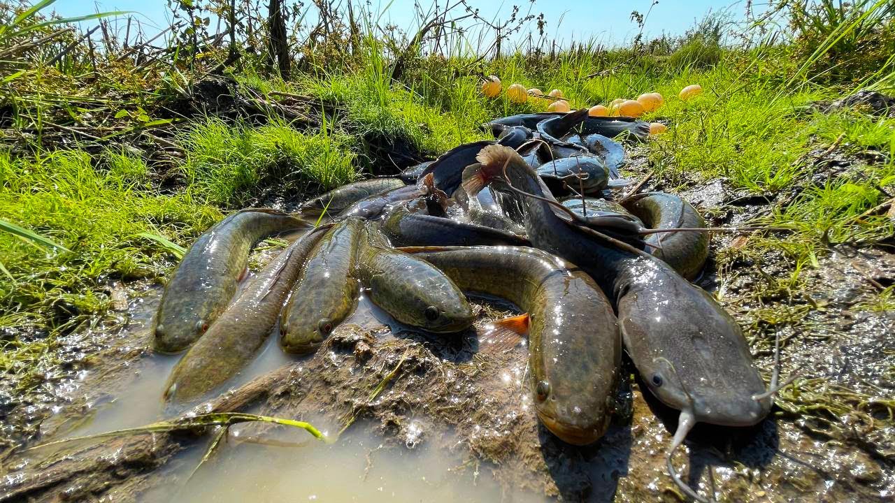 wow amazing fishing! fisherman catch a lot of fish at rice field when ...