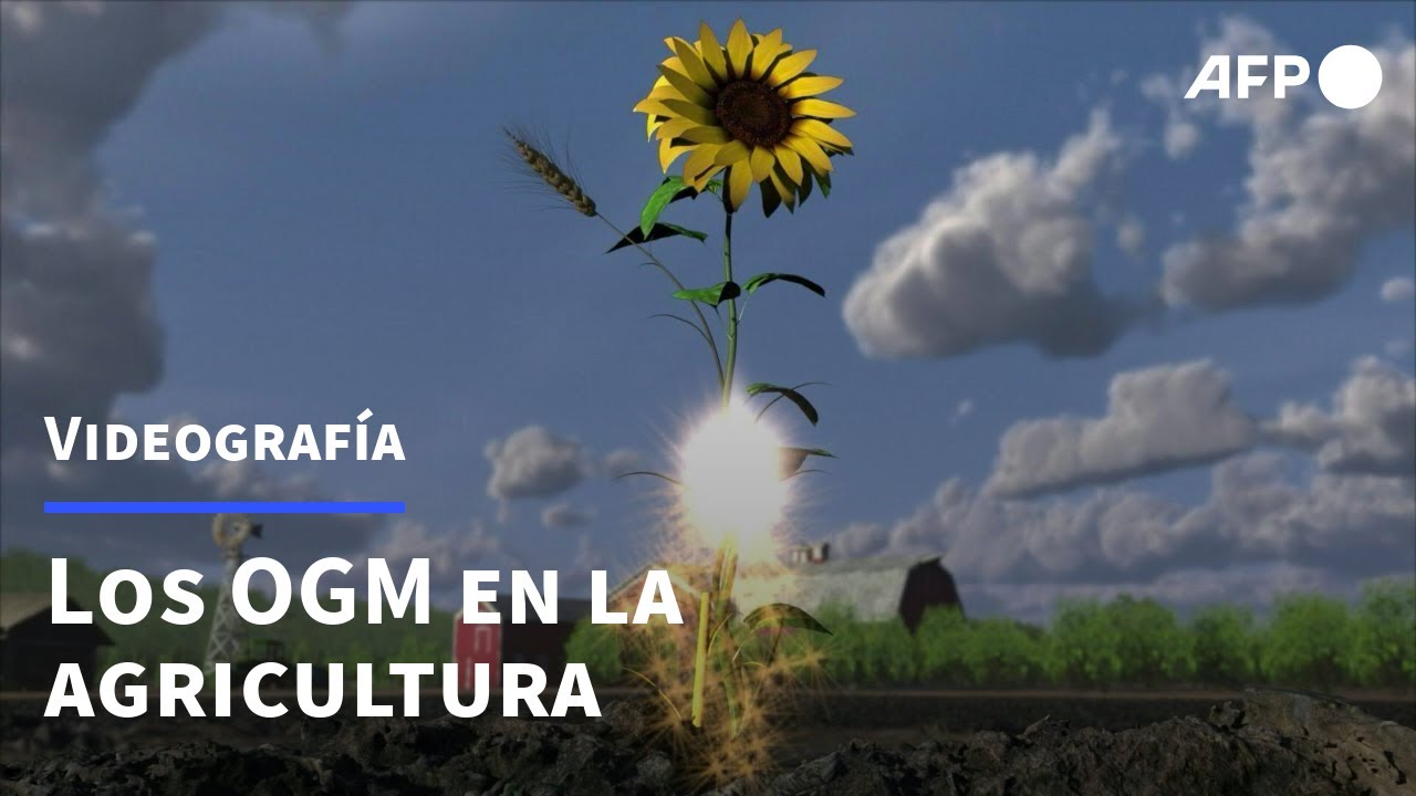 Los OGM en la agricultura | AFP - YouTube