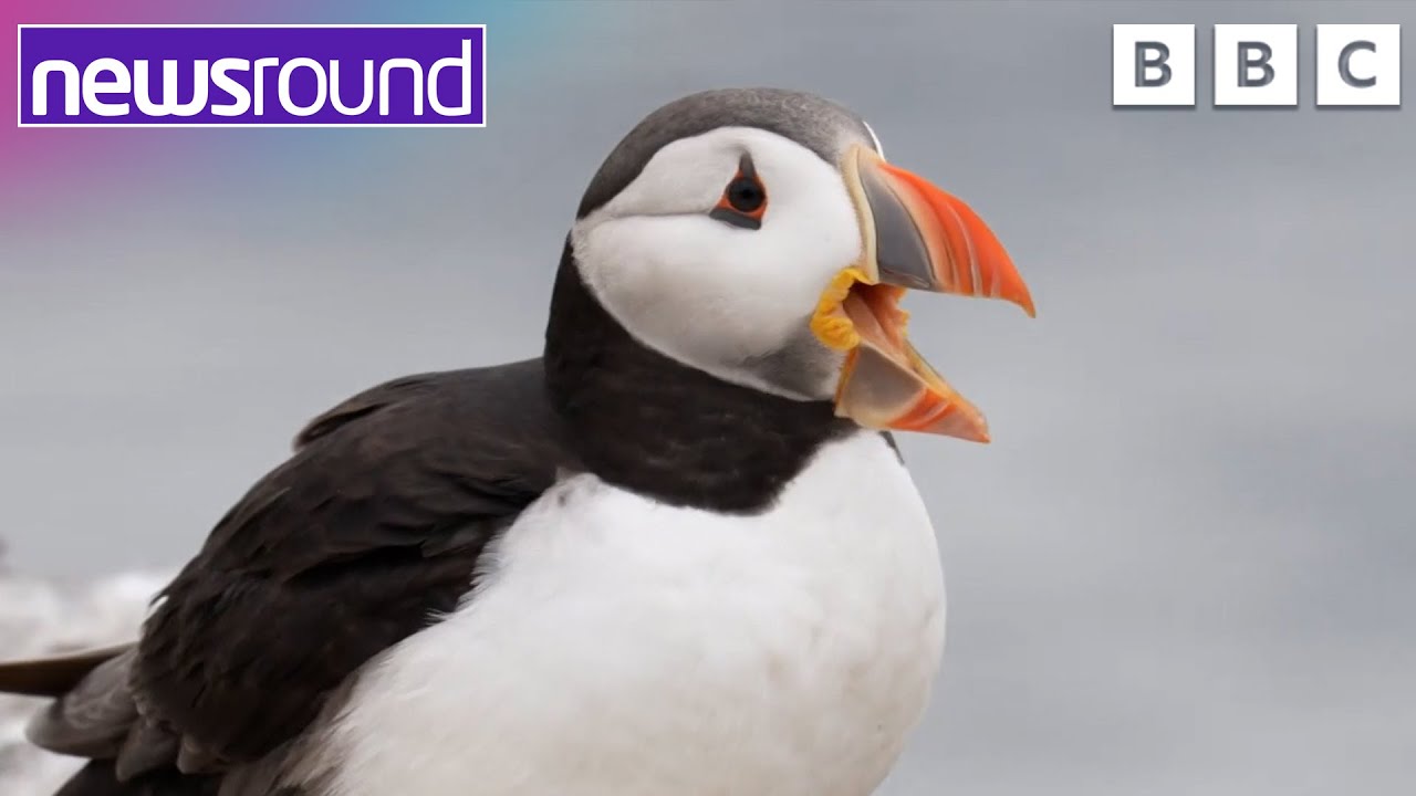 Puffin numbers increase in the Farne Islands | Newsround - YouTube