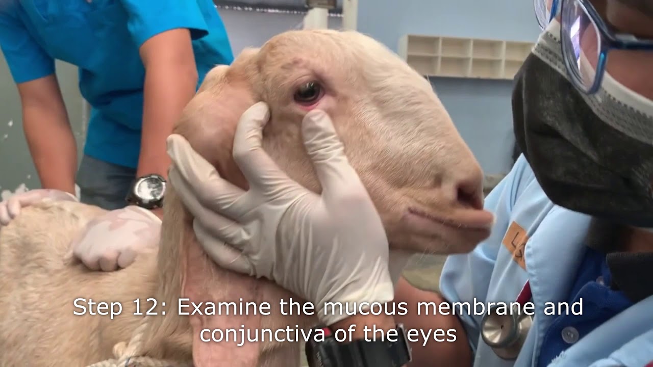 Physical Examination of a Goat - YouTube
