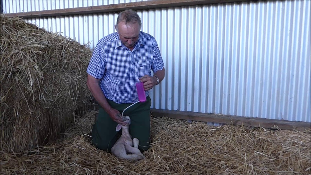 Stomach tube lamb - So Easy! Trusti Tuber - YouTube