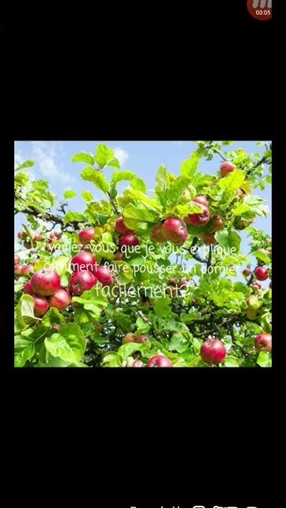 voulez-vous que je vous explique comment faire pousser un pommier ?🍎🍏🍏 ...