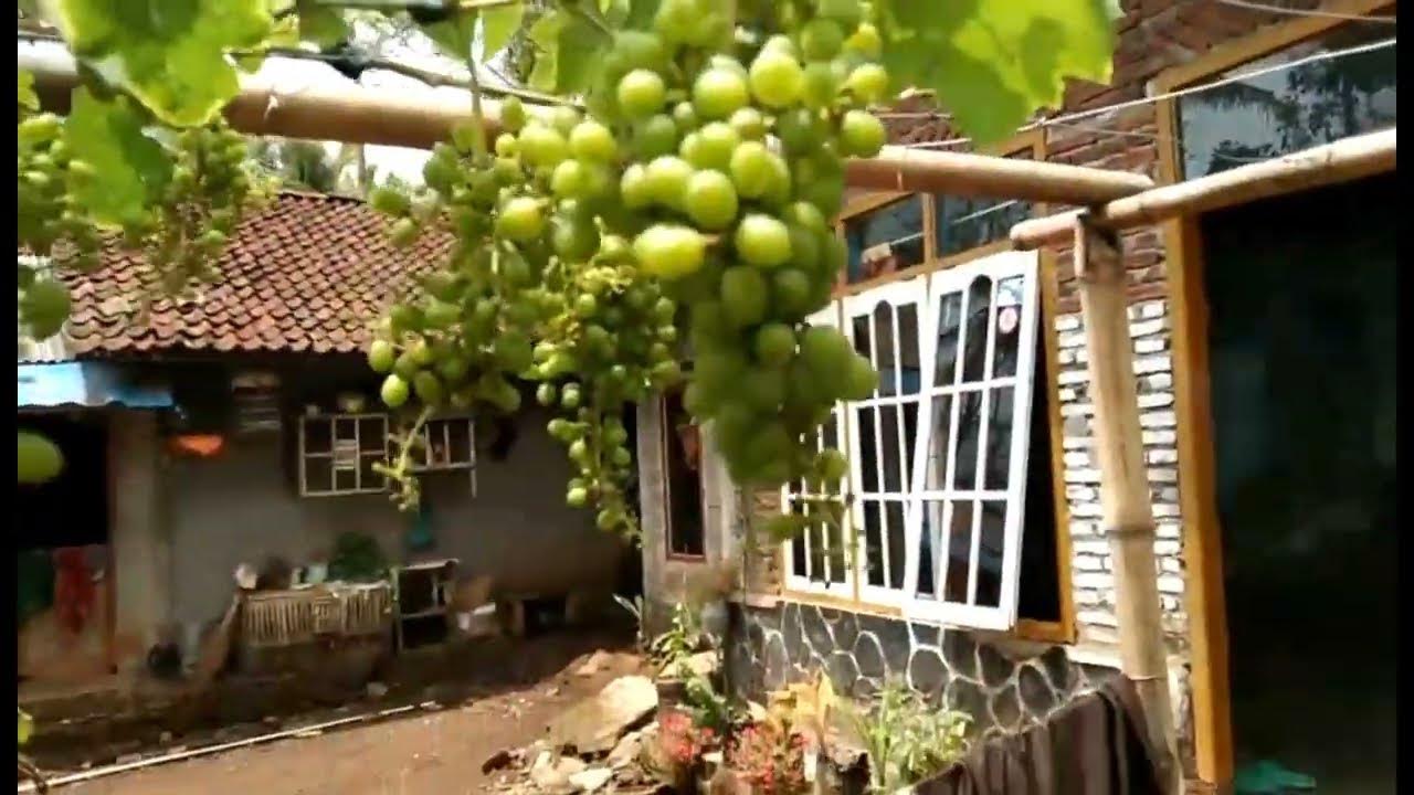 ANGGUR TANPA NAUNGAN Di GUYUR HUJAN TETAP AMAN - YouTube