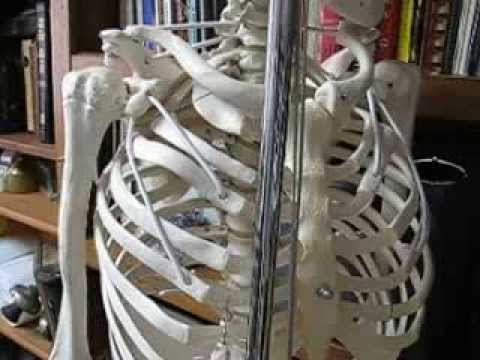 Pelvic Asymmetry Sacroiliac or Shoulder as Cause - Hesch Method Manual ...