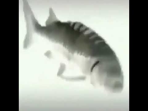 шок рыба крутится под музыку - YouTube