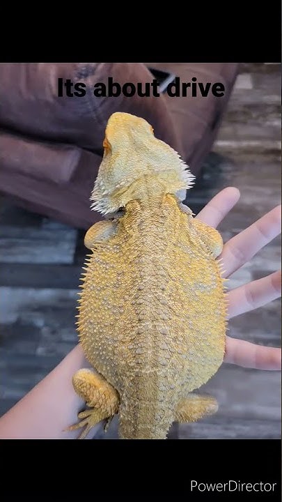 it's about drive 😤😂 #shorts #beardeddragon #lizard #beardie #reptile #pagona #CHONK - YouTube